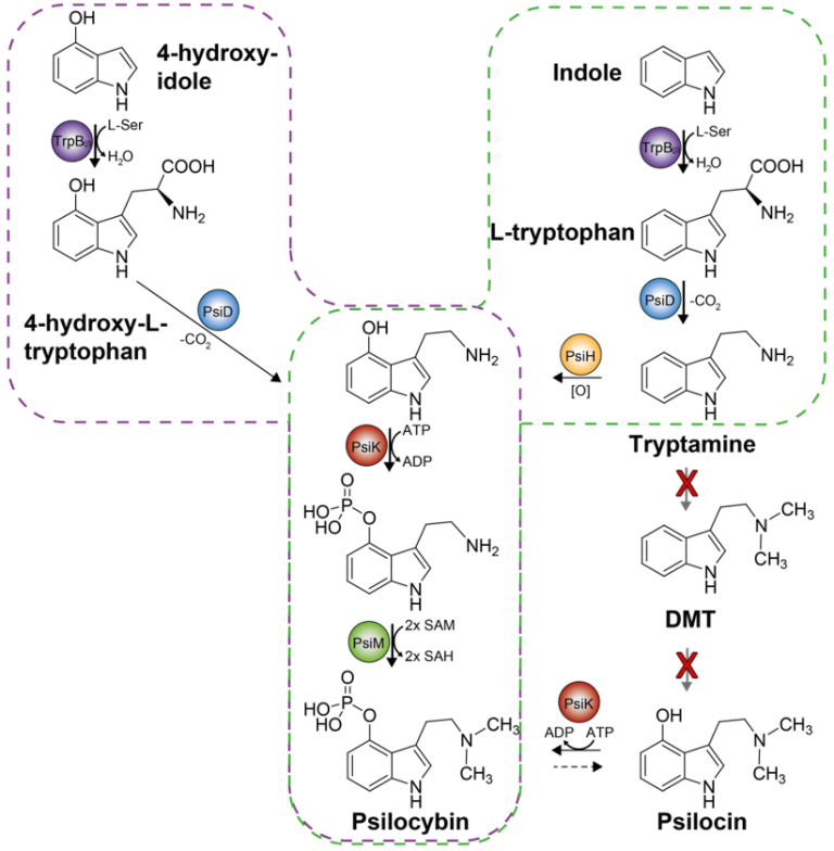 Mushrooms start from simple ingredients – Psilosophy: the Science of ...